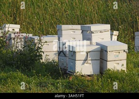 Hives for beekeeping Stock Photo - Alamy