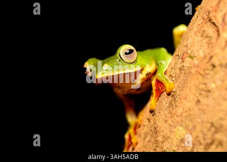 Flying frog (Rhacophorus malabaricus) in Cotigao sanctuary, Goa, India ...