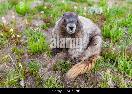 Capybara on the ground. Rodent groundhog. Rodent animal. Wildlife ...