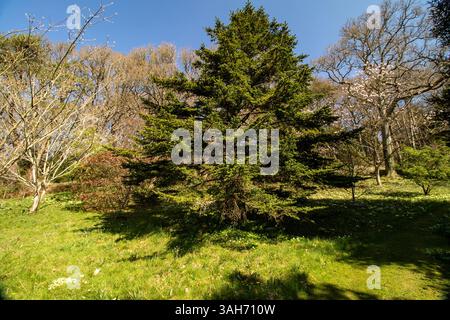 Abies firma: Japanese fir Stock Photo - Alamy