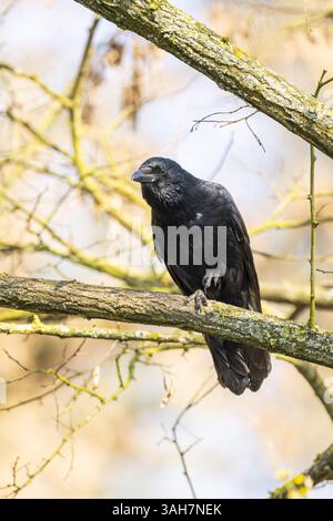 Black carrion crow, corvid, sits on metal fencing against a soft ...