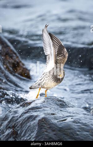 Purple Sandpiper (Calidris maritima) taking flight, Norway Stock Photo ...