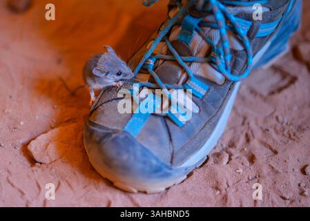 Little mouse climbing on a hiker´s boot Stock Photo - Alamy