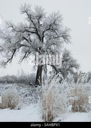 my favorite tree Stock Photo - Alamy