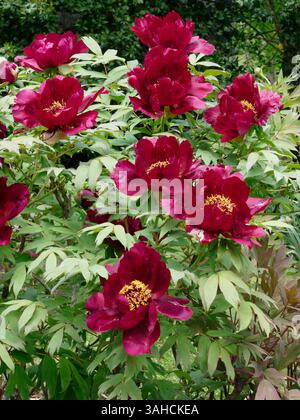 A beautiful display of tree peonies, their full blooms a feast for the ...