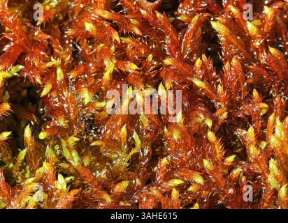 Colorful shoots of Loeskypnum badium Stock Photo - Alamy