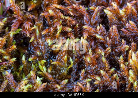 Colorful shoots of Loeskypnum badium Stock Photo - Alamy