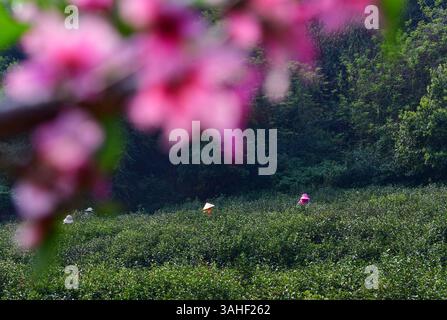 Wuxi, jiangsu province tea garden Stock Photo - Alamy
