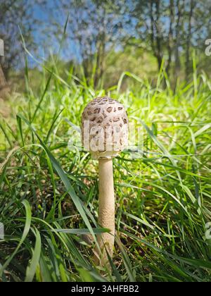 Young Parasol mushroom growing in leaf litter Stock Photo - Alamy