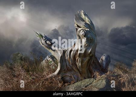 Beautiful sunlit sculptural gnarled wizened weathered dead tree stump ...