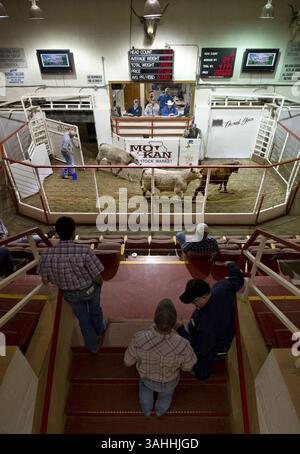 April 30, 2015 - Passaic, MO, USA - Cattle are sold on April 30, 2015 ...