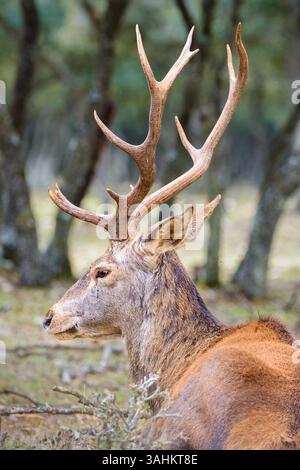 Iberian red deer, Cervus elaphus hispanicus. Monfrague National Park ...