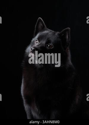 Schipperke dog close-up portrait in profile view on black background ...