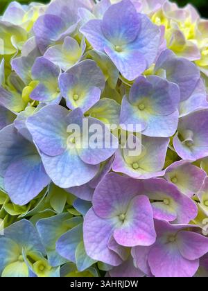hydrangea flower close up view Stock Photo - Alamy