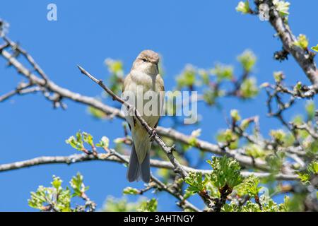 Chiffchaff perched in tree (Phylloscopus collybita Stock Photo - Alamy