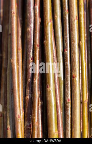 Colorful willow rods harvested and left to dry up for basket weaving ...