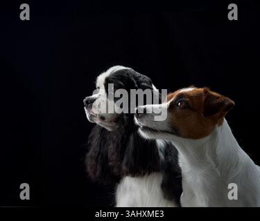 Jack russell and cocker spaniel dog playing on sandy beach Varna ...