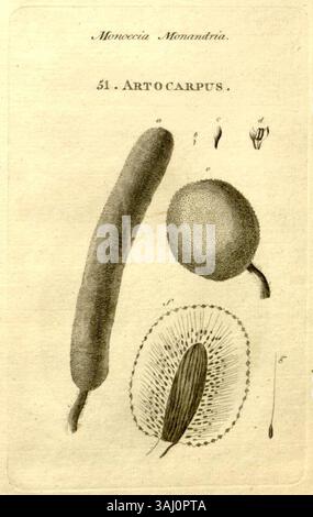 Illustration from 1776 by Johann Reinhold Forster and Georg Forster of ...