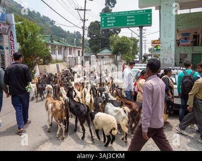 Pastoralist man carrying his goats right through the streets of ...