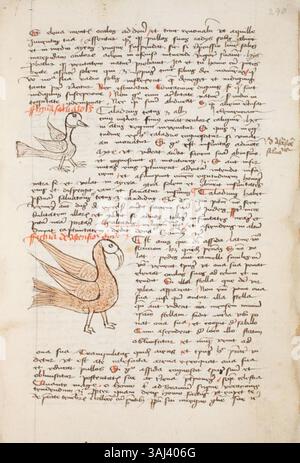 Detail from the 15th-century Zirc Bestiary, folio 287r, illustrating an ...