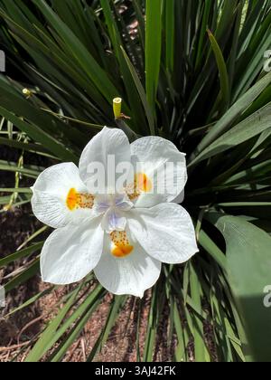 White iris flower with petals against a dark background Stock Photo - Alamy