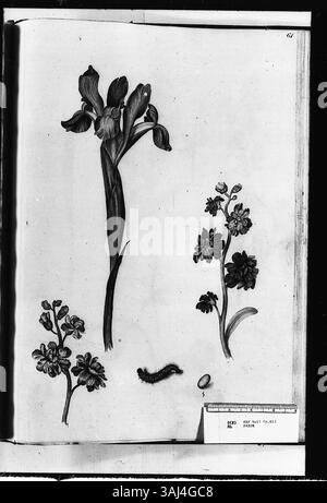 This watercolor by Alexander Marshal illustrates two plants: a Yellow ...