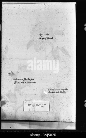 Page of watercolours by Alexander Marshal showing the Larkspur ...