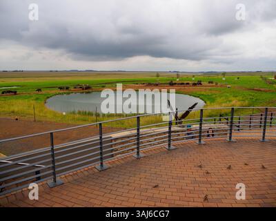 Rhinos and Buffalos at Alzu Petroport waterhole, Rietkuil, South Africa ...