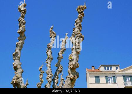 Trimmed tree branches. Crown formation in spring, health pruning Stock ...
