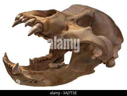 Skull of a prehistoric cave bear (Ursus spelaeus) which became extinct ...