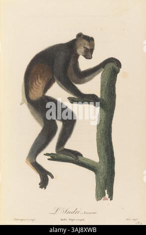 This historical artwork from 'Histoire Naturelle' by Muls showcases ...