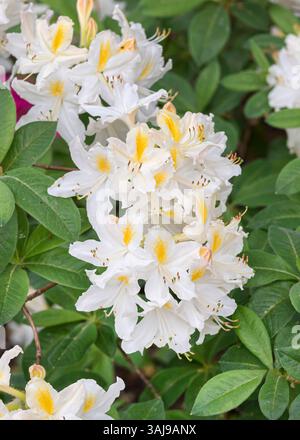 White rhododendron "Persil" blooming Stock Photo - Alamy