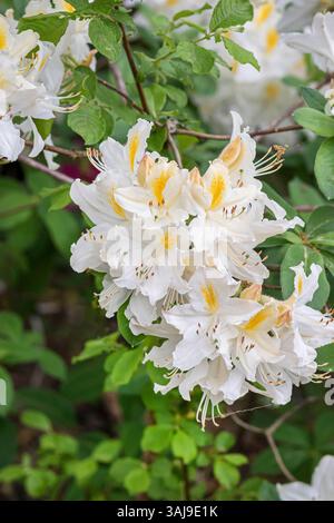 Knaphill azalea (Rhododendron 'Persil', Rhododendron Persil), flowers ...