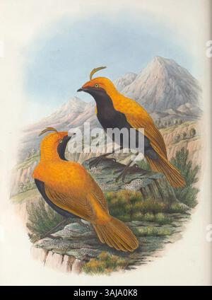William Matthew Hart's lithograph of the crested satinbird (Cnemophilus ...
