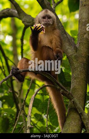 Sentinel capuchin monkey on Tambopata Monkey Island, Peruvian Amazon ...