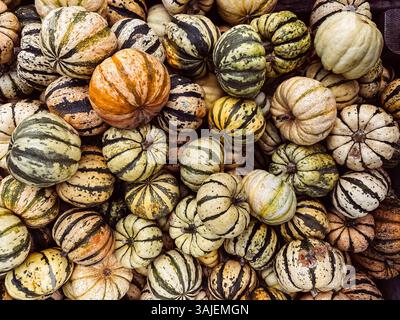 A pile of holiday pumpkins of different sizes in a box Stock Photo - Alamy
