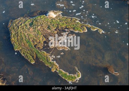 Filamentous algae smothering common water crowfoot, Gwendraeth Fach ...