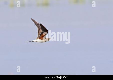 Collared pratincole, Glareola pratincola, in the nature habitat ...