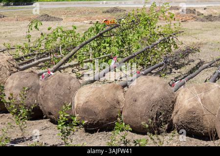 Mature trees with roots in bags are prepared for planting in urban ...