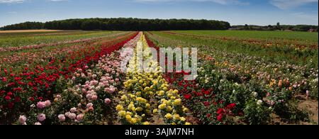 Rose nursery, Beesel, , Limburg, Netherlands, René van der Meer Stock ...