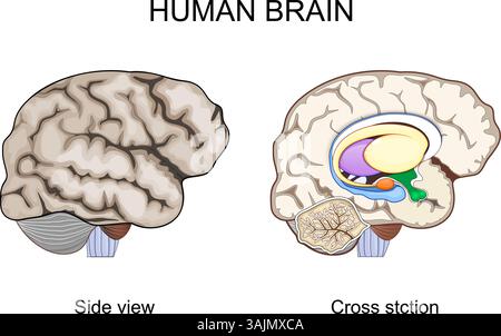 Brain anatomy. Frontal view and cross section of a human brain. Close ...