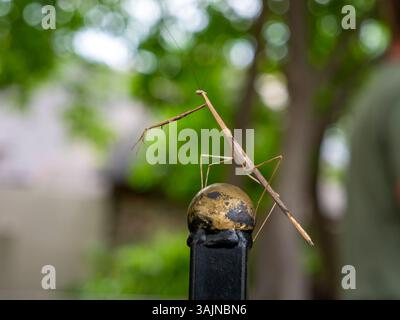 A praying mantis (Hoplocorypha) sitting on a golden ball with blurred ...