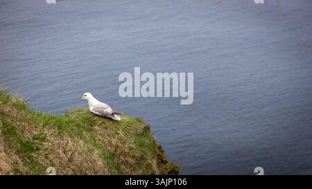 northern fulmar Fulmarus glacialis, fulmar, Arctic fulmar in Scotland ...