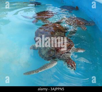 Swimming tortuga in the Caribbean Sea in Mexico Stock Photo - Alamy