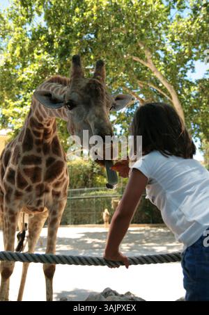 A close up photo of a giraffe feeding on green leafy branches inside a ...