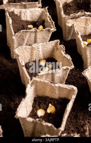 disposable paper pots made of peat with chernozem and pea seeds ...