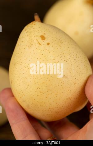 pears with light skins, sweet pears of white color with spots on the ...