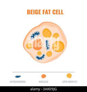 brown, beige and white fat cells, adipocyte and lipocyte, cholesterol ...