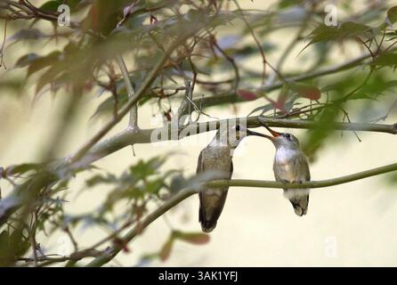 Young bee hummingbird on a tree branch in a sunny forest, waiting for ...