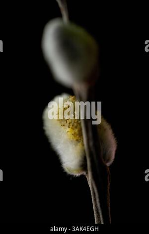 Close-up of a willow catkin. They are the first food of the year for ...
